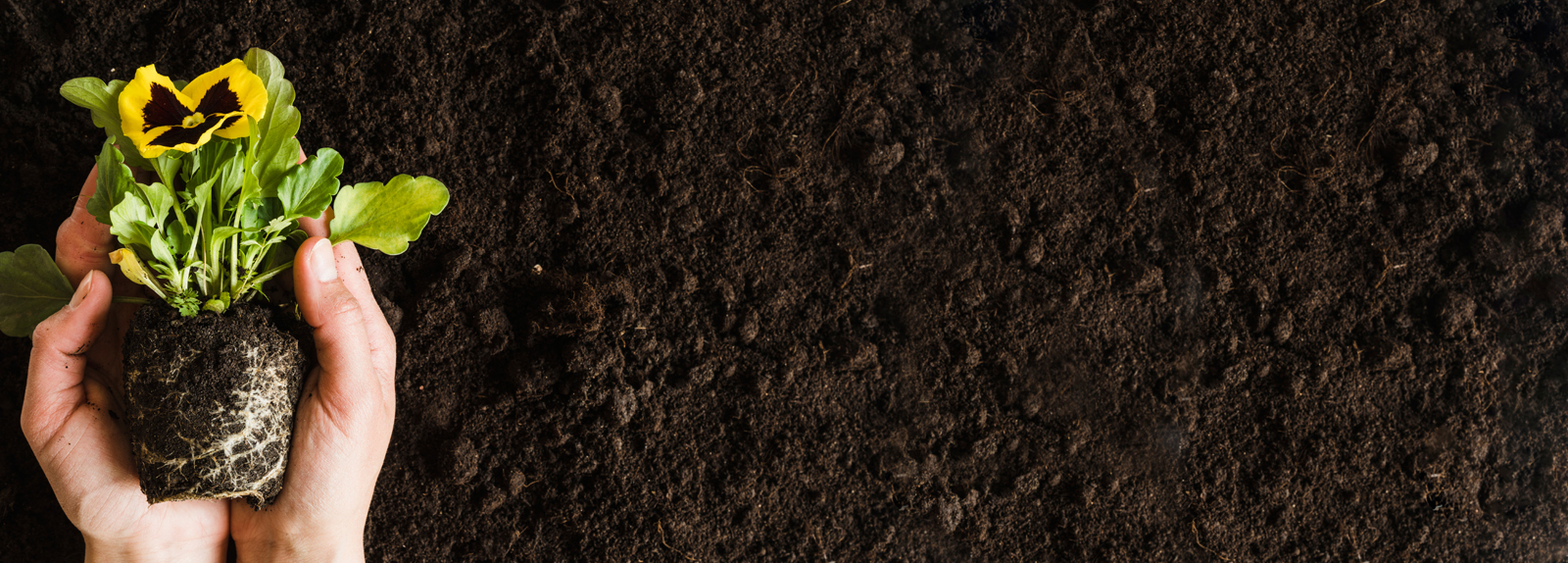 About Us – Carbon Plus